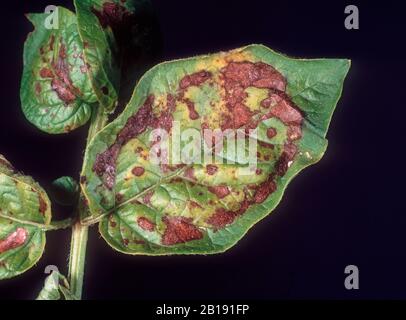 Necrotic spotting on potato leaves caused by manganese deficiency Stock ...