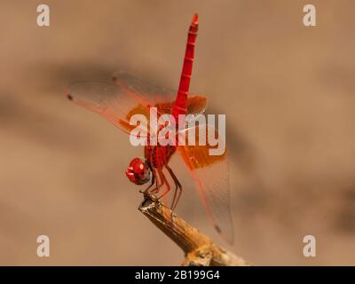 Orange-winged Dropwing (Trithemis kirbyi Stock Photo - Alamy