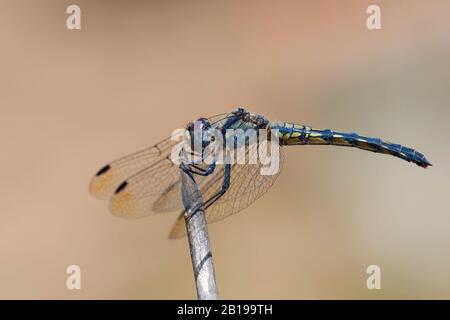 Indigo Dropwing (Trithemis festiva), female, Turkey, Mugla Stock Photo ...