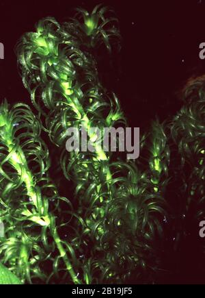 Curly Waterweed, Lagarosiphon major Stock Photo - Alamy
