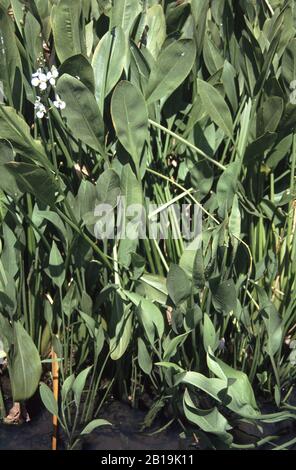 Giant arrowhead, California arrowhead (Sagittaria montevidensis Stock ...