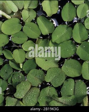 water spangles (Salvinia minima Stock Photo - Alamy