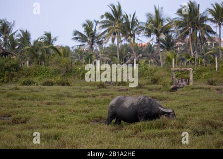 Buffalo bathing in a beautiful field in a countryside, located in the ...