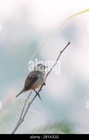Scaly breasted Munia on a tree branch Stock Photo - Alamy