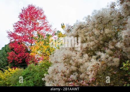 Mixed varieties of maple trees in fall color Targhee National Forest ...