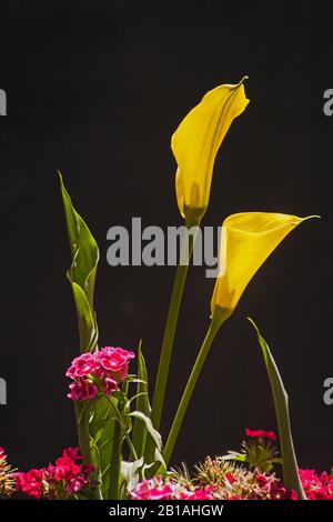 Zantedeschia elliottiana or yellow calla/arum lily growing wild in ...