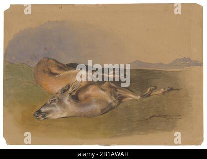 Dead Doe by Friedrich Carl von Scheidlin Stock Photo - Alamy