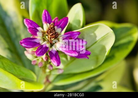 Hebe x franciscana Variegata Shrubby veronica Silver Queen – tiny ...