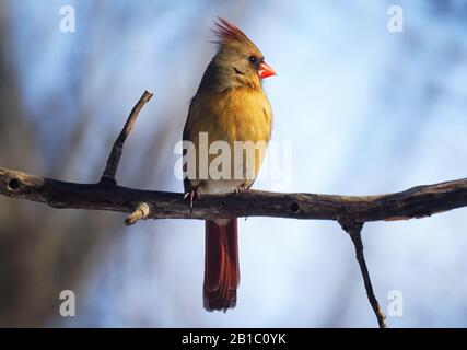 Montreal,Quebec,Canada,February 24,2020.Female Cardinal bird during ...