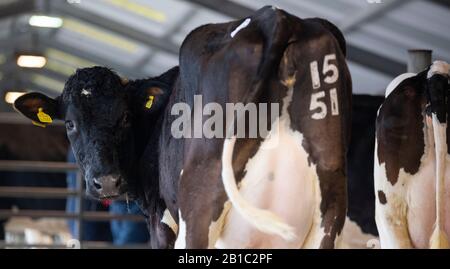 Freeze branded numbers on cows rump Cumbria England Stock Photo - Alamy