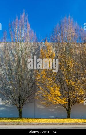 Trees in autumn in Olympia, Washington State, USA [No property release ...