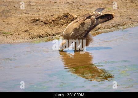 A Tawny Eagle drinking and taking its daily bath Stock Photo - Alamy