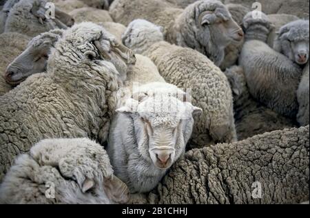 Flock of Merino sheep Stock Photo - Alamy