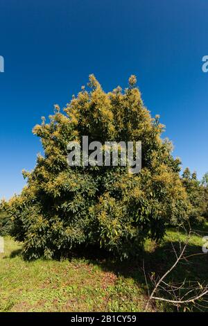 Avocado tree, Avocado field, Paricutin volcano, state of Michoacan ...
