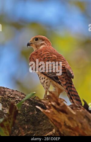 Mauritius Kestrel (Falco punctatus) adult perched on branch, endangered ...