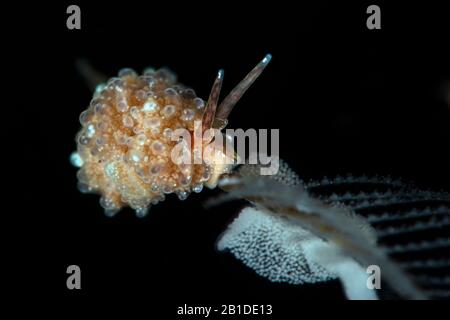 Nudibranch Doto sp. Underwater macro photography from Tulamben, Bali ...