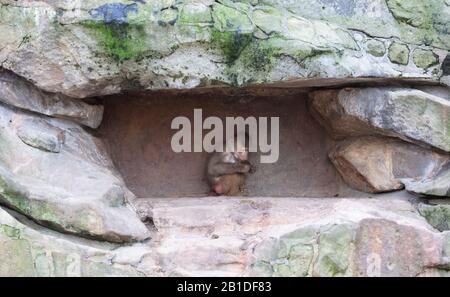 Small baboon hiding in the rocks, selective focus Stock Photo - Alamy