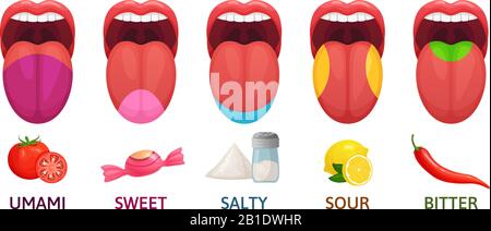 Cartoon human taste areas. Tongue taste receptors, sour, sweet, bitter ...