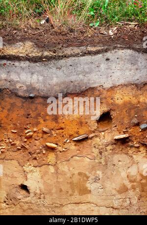 Soil profile - Podsol Stock Photo - Alamy