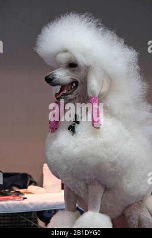 Portrait of cute purebred poodle posing with tongue sticking out ...