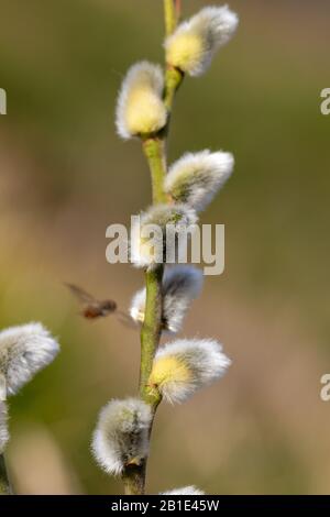 Flowers (catkin) of the Salix caprea, goat willow Stock Photo - Alamy