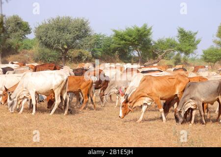 Cattle, or cows, are the most common type of large domesticated ...