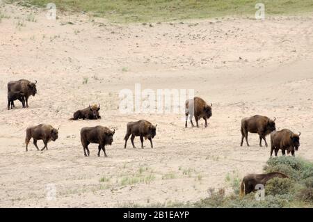 European bison herd in Dutch rewilding project area showing how they ...