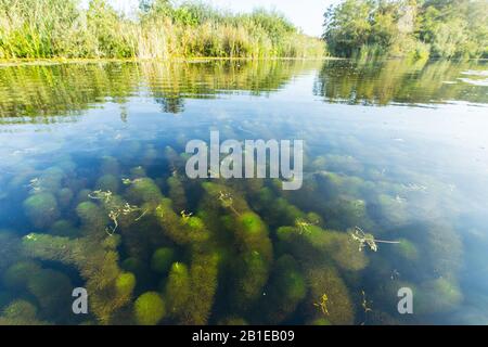 Carolina fanwort (Cabomba caroliniana), neophytic waterplant ...