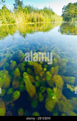 Carolina fanwort (Cabomba caroliniana), neophytic waterplant ...