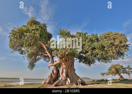 Sycamore fig tree Ficus sycomorus Singita Sabi Sand Game Reserve ...