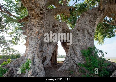 Giant sycamore fig or sycamore (Ficus sycomorus) multicentennial, giant ...