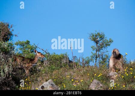 Gelada Baboon (Theropithecus gelada) endemic species, sitting on the ...