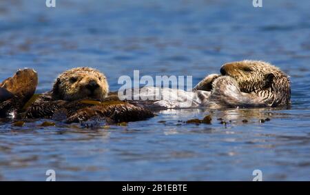 Two Sea Otters Side by Side Stock Photo - Alamy