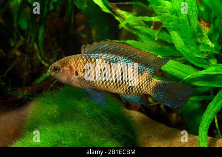 Blue badis (Badis badis Stock Photo - Alamy