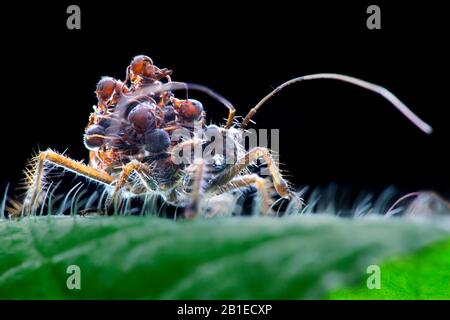 Ant snatching assassin bug (Acanthaspis petax) carrying ants' corpses ...