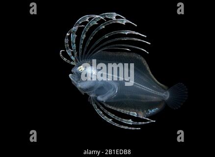 flounder or flatfish underwater in Atlantic Ocean Stock Photo - Alamy