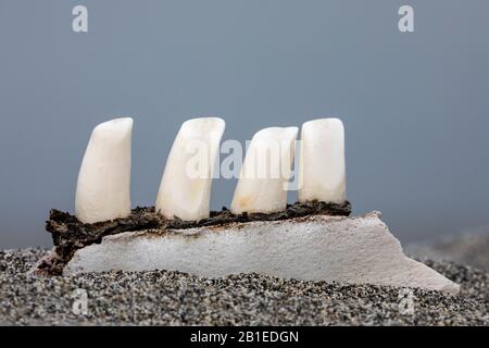 Killer whale or orca tooth, Orcinus orca, Tate Museum, Casper College ...