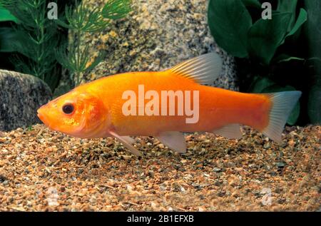 Golden Tench / (Tinca tinca Stock Photo - Alamy
