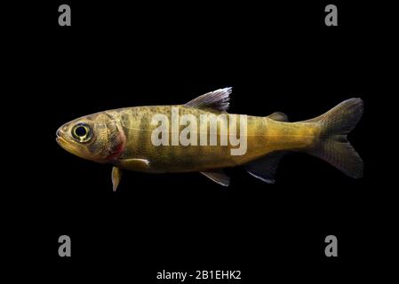 Alevin coho salmon Stock Photo - Alamy