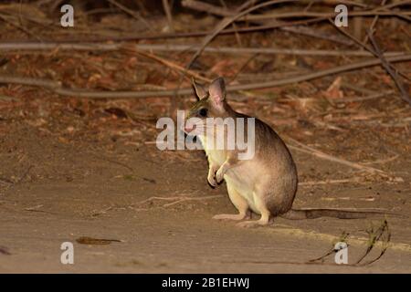 Malagasy Giant Jumping Rat (Hypogeomys antimena) at night, Kirindy ...