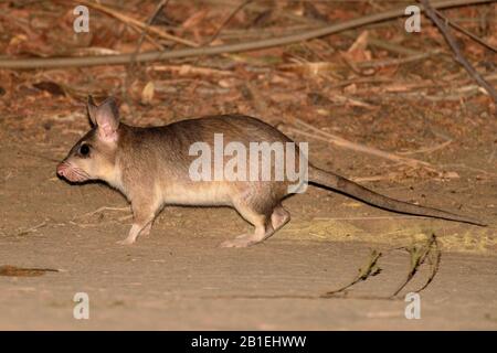 Giant jumping rat, Malagasy giant rat, Malagasy giant jumping rat ...