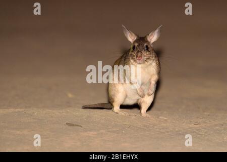 Malagasy Giant Jumping Rat (Hypogeomys antimena) at night, Kirindy ...