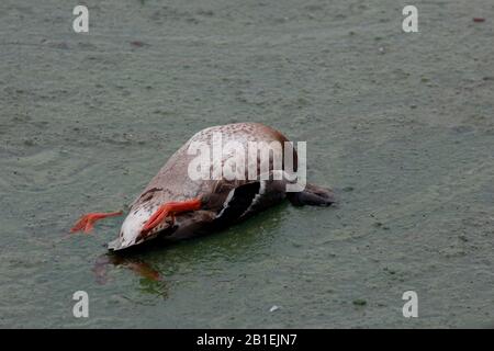 mallard (Anas platyrhynchos), dead duck in water, Germany, North Rhine ...