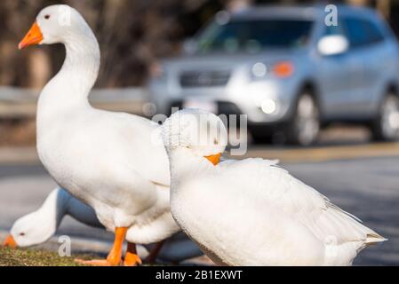 Flock of geese wandering in a parking lot by the side of the road Stock ...