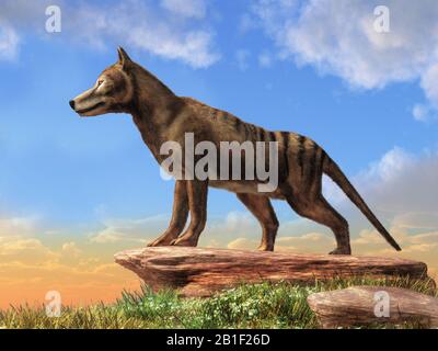 Now extinct, Tasmanian Tiger (thylacine) in Hobart Zoo Tasmania ...