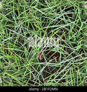 Photo realistic seamless grass texture in high resolution with more ...