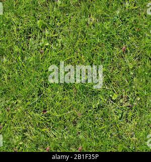 Photo realistic seamless grass texture in high resolution with more ...