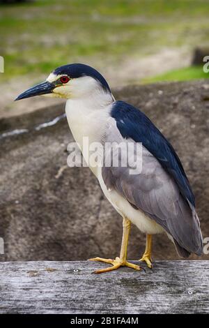 Black-crowned night heron shorebird Nycticorax nycticorax with a ...