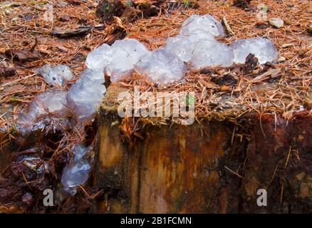 Star Jelly on a tree trunk, the ovary of a frog or toad, regurgitated ...