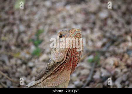 Red Frilled Lizard, Western Australia Stock Photo - Alamy